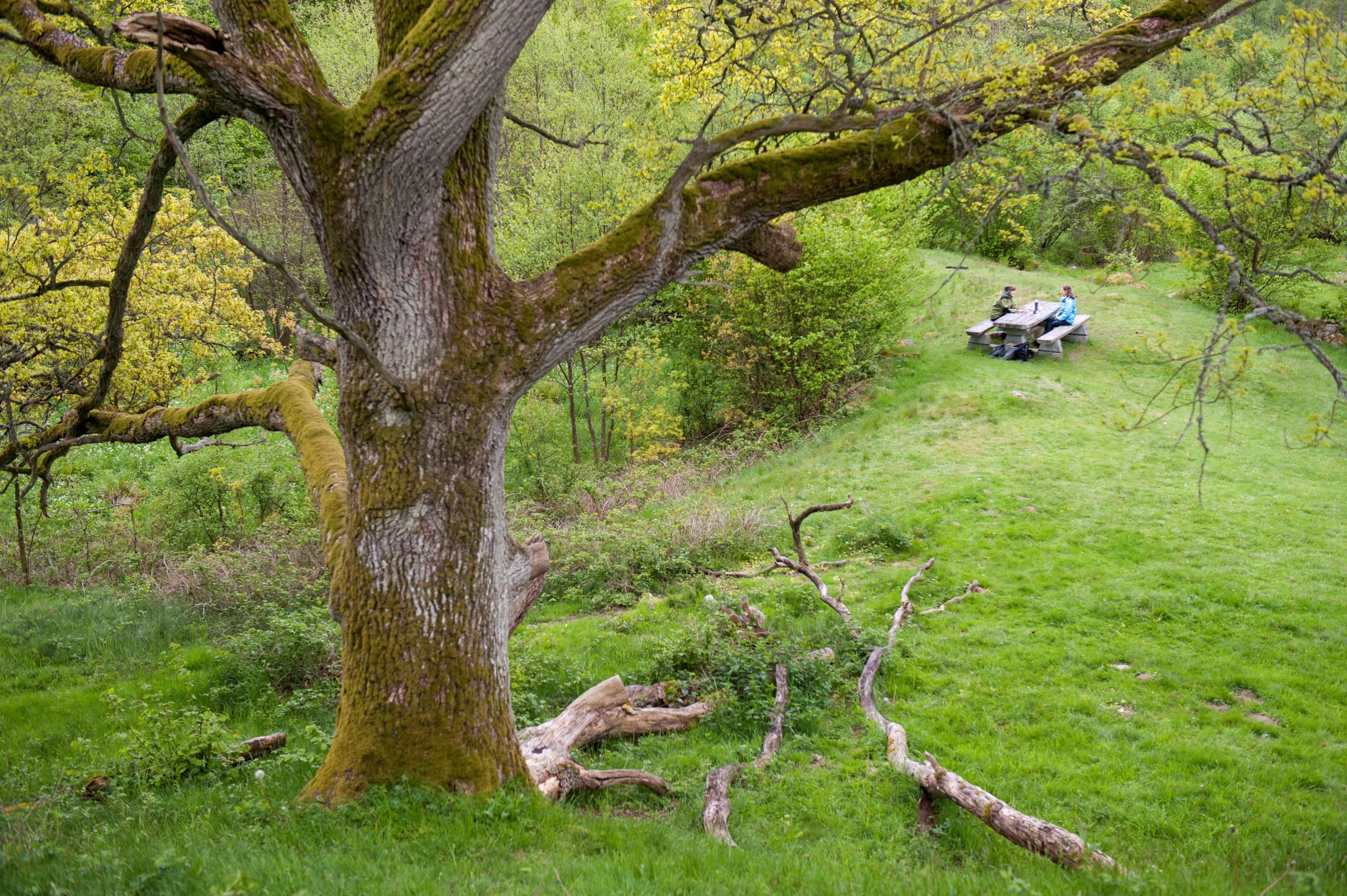 Stiftelsen Skånska Landskap - Stiftelsen Skånska Landskap